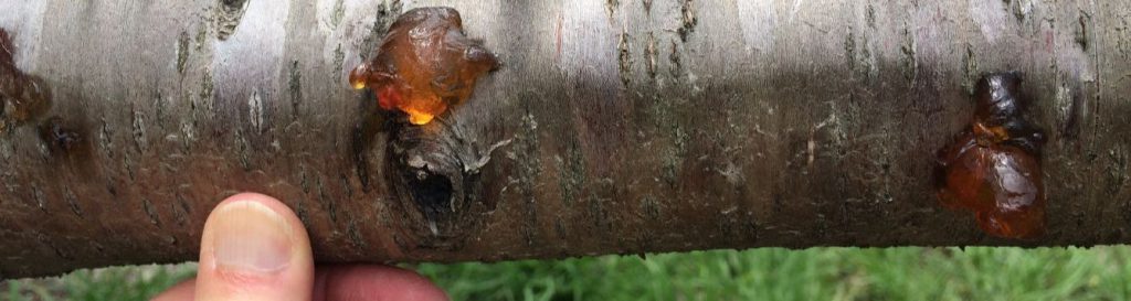 Peach Gummosis - UF/IFAS Extension Lake County