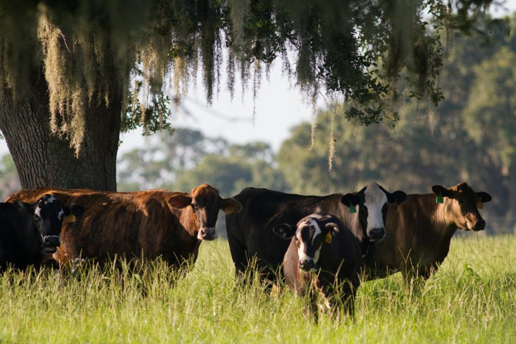 Cattle are a Florida Tradition - UF/IFAS Extension Lake County