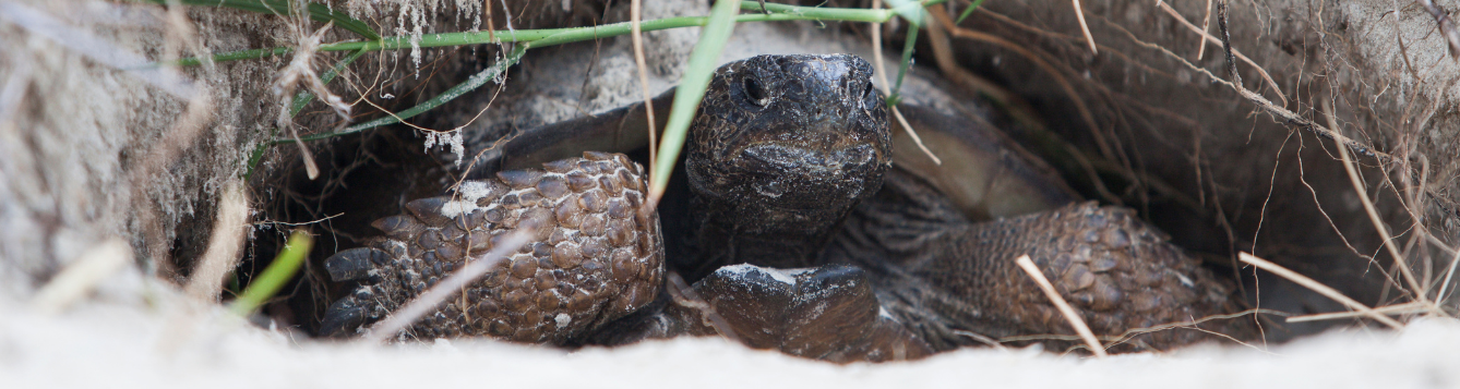 Gopher Tortoises: A Keystone Species and Important Native Neighbor - UF ...