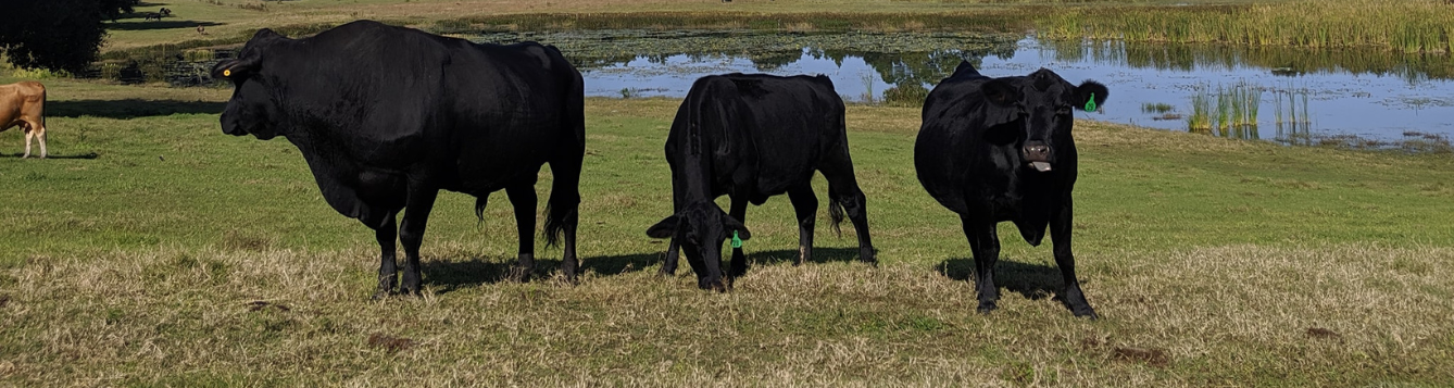 Soil Testing Pastures: How to Fill Out a Soil Submission Form - UF/IFAS ...