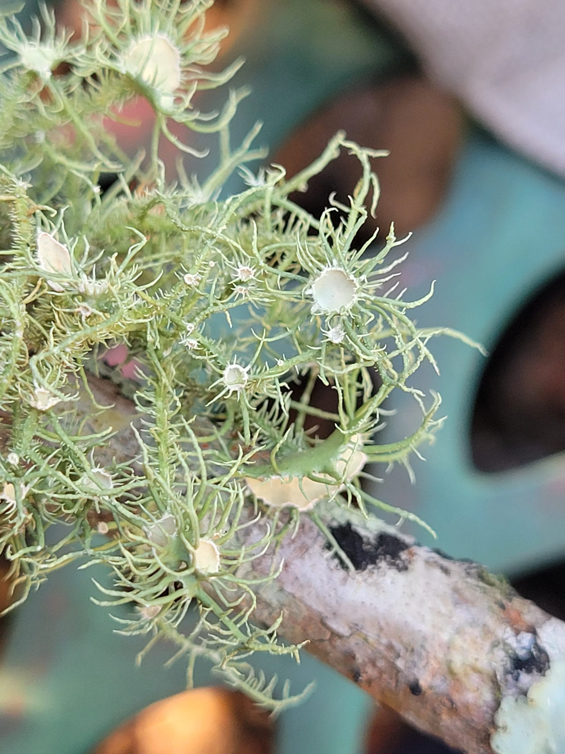 Taking a Likin' to Lichen - UF/IFAS Extension Lake County