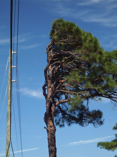 Reducing Conflicts Between Trees and Power Lines - UF/IFAS Extension ...