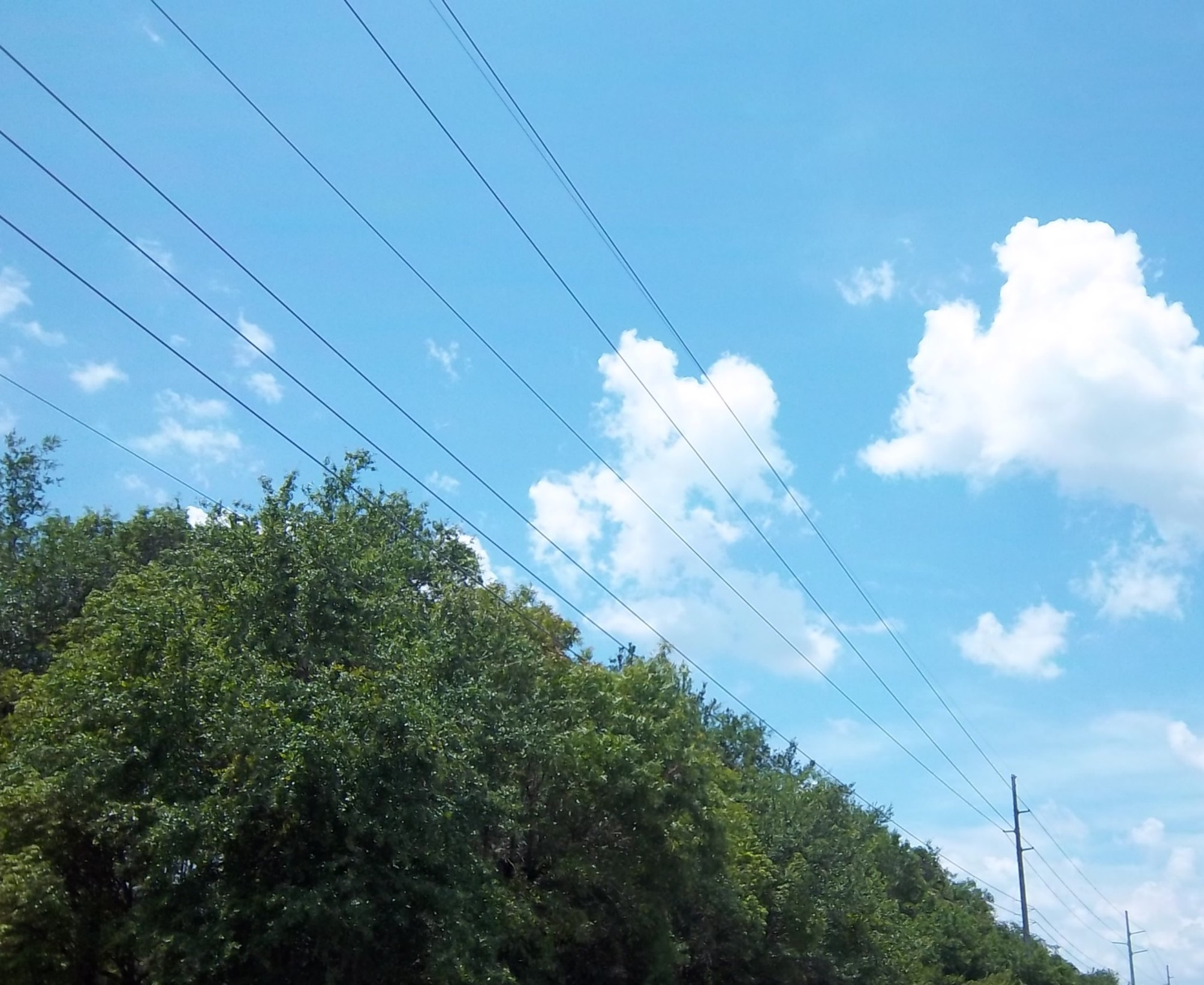 Reducing Conflicts Between Trees and Power Lines - UF/IFAS Extension ...