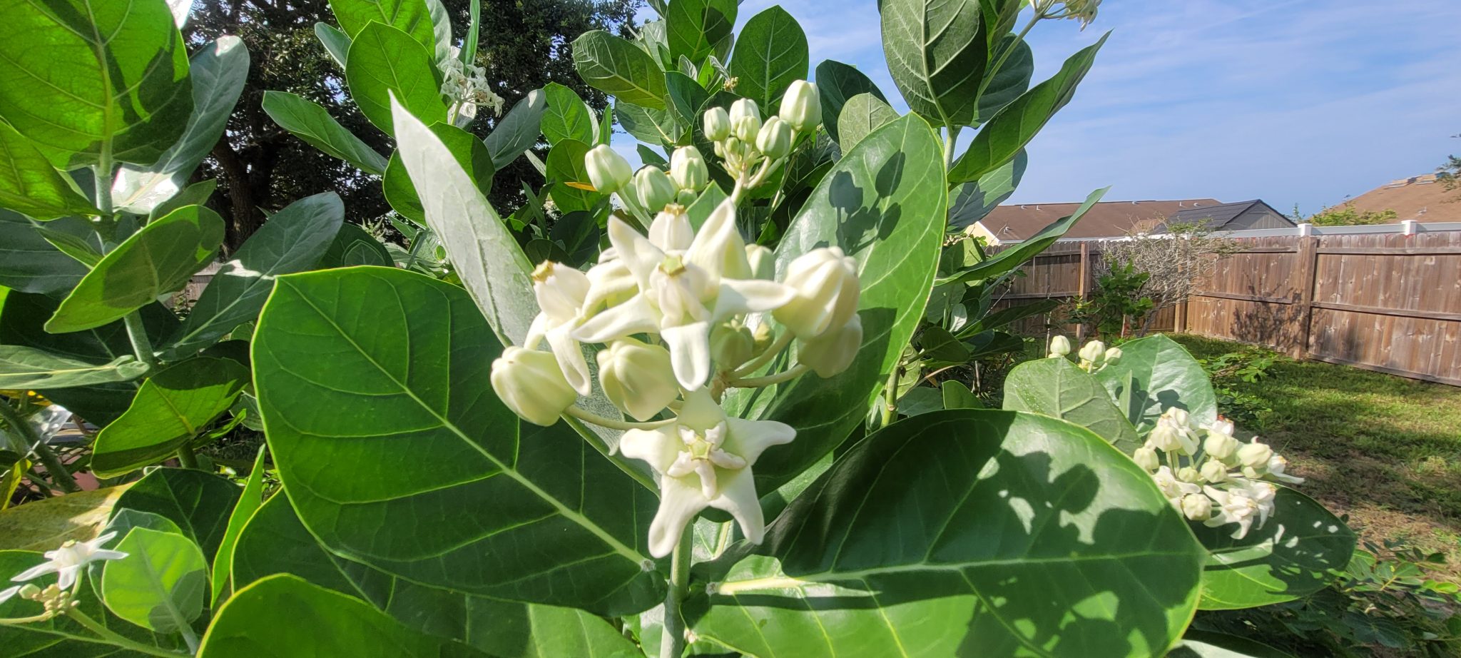 Aromatic Sweet Almond Bush - UF/IFAS Extension Lake County