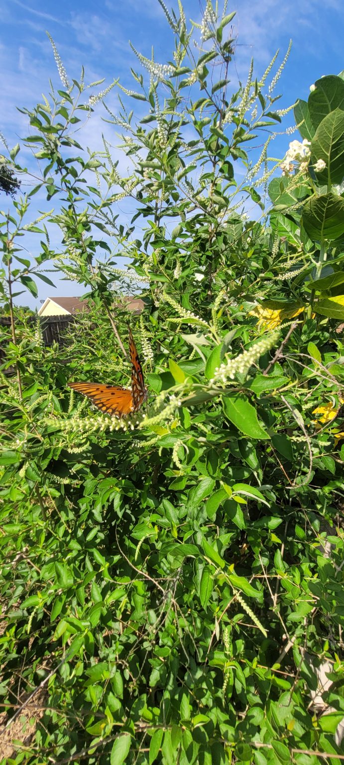 Aromatic Sweet Almond Bush - UF/IFAS Extension Lake County