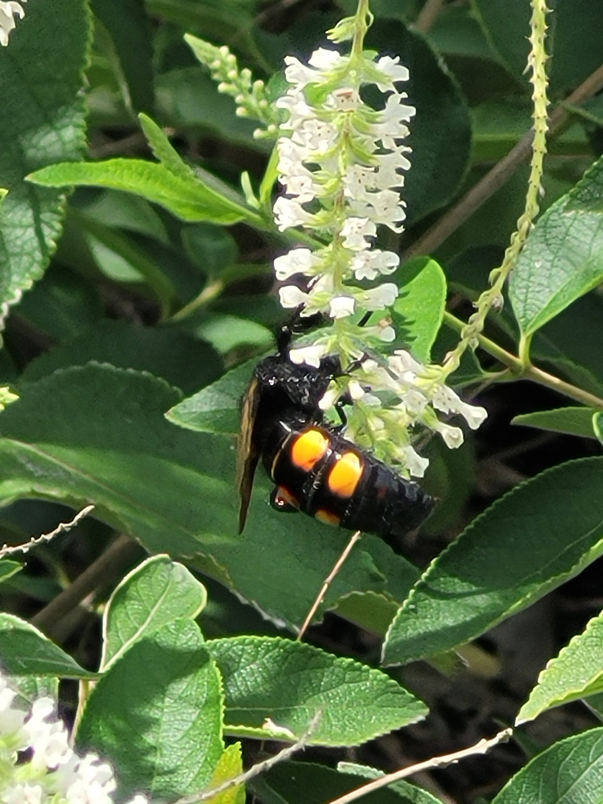 Aromatic Sweet Almond Bush - UF/IFAS Extension Lake County