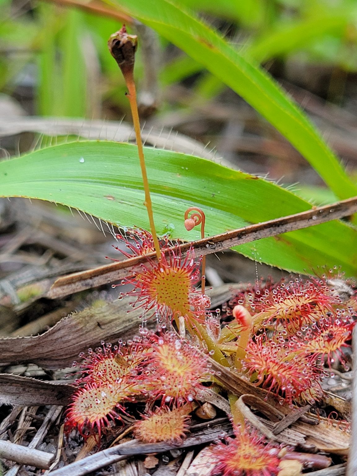 Captivating Carnivorous Plants of Central Florida - UF/IFAS Extension ...