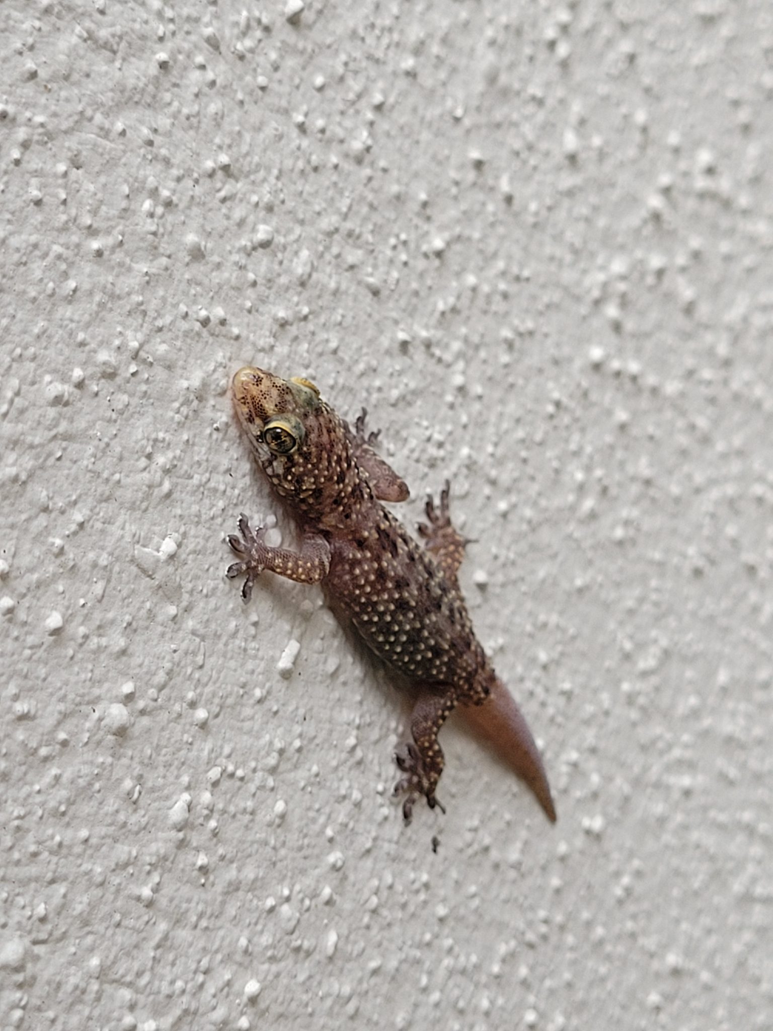 Managing House Geckos - UF/IFAS Extension Lake County