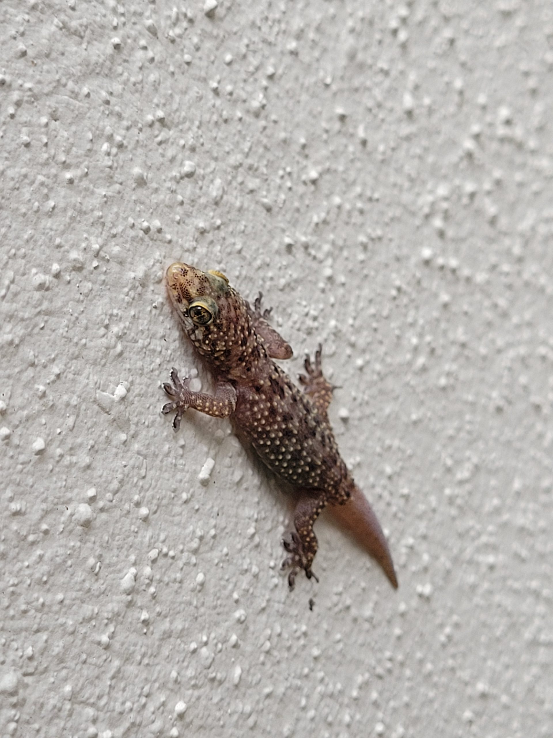 Managing House Geckos - Extra Mile Pest Control and Lawn Solution