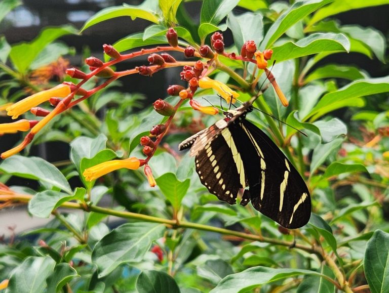 Butterfly Attractor: Passion Vine - UF/IFAS Extension Lake County