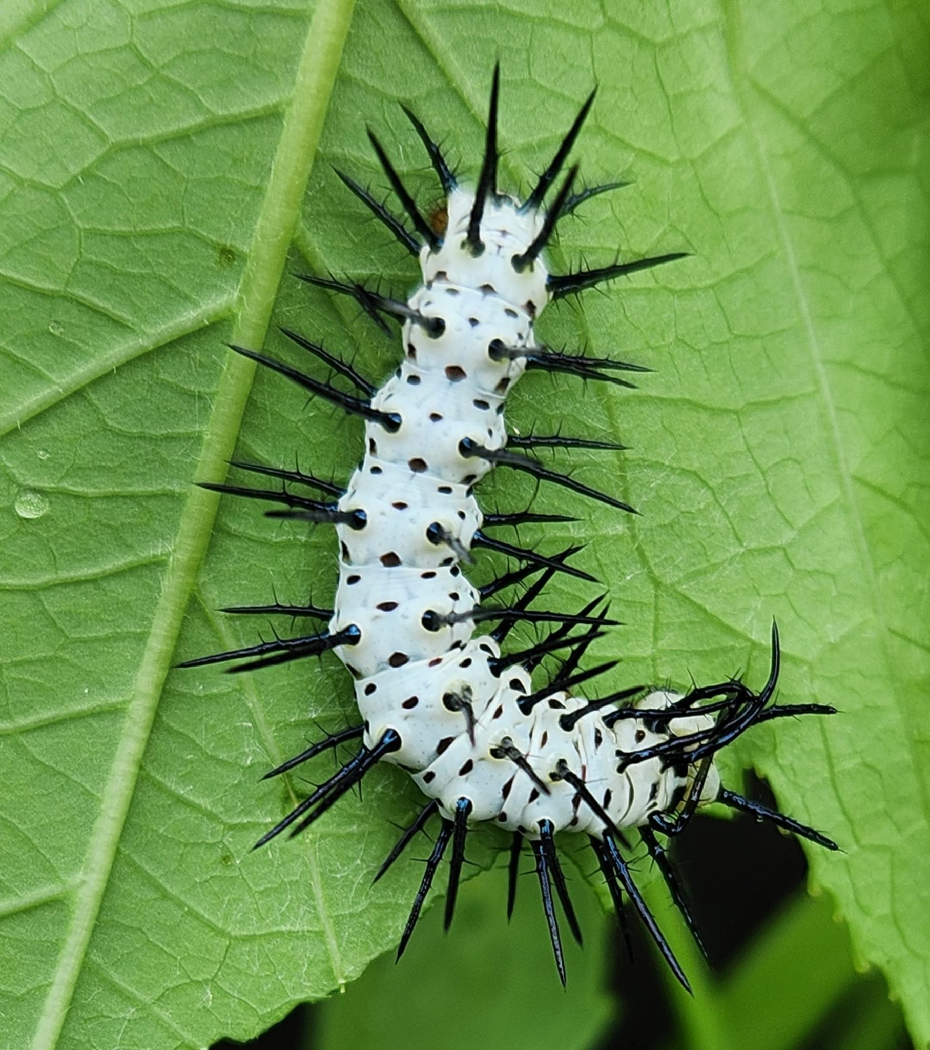 Butterfly Attractor: Passion Vine - UF/IFAS Extension Lake County
