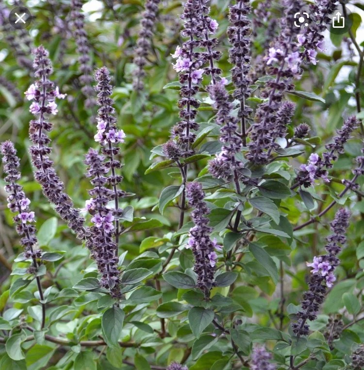 Bee Attractors: for the Best Pollinators! - UF/IFAS Extension Lake County