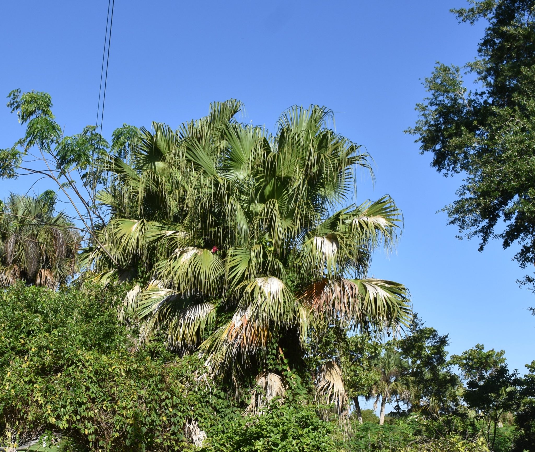 Palm Leaf Skeletonizer - UF/IFAS Extension Lee County