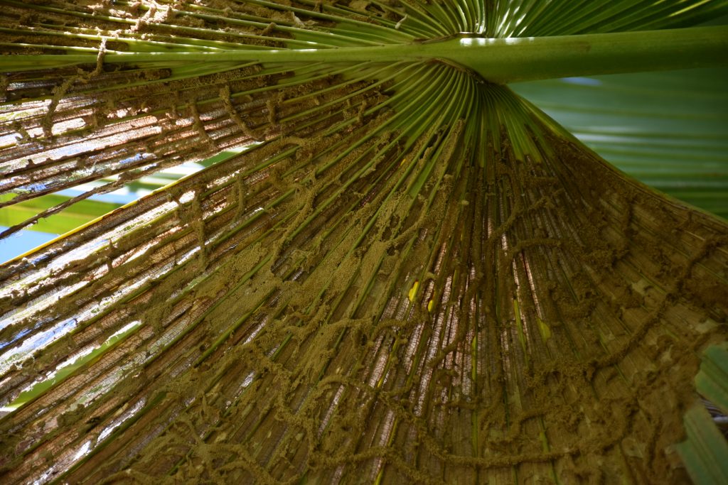 Palm Leaf Skeletonizer - UF/IFAS Extension Lee County