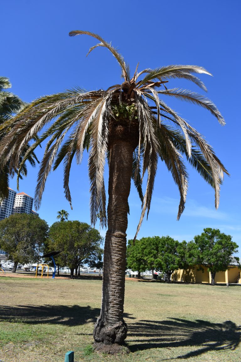 Palmetto Weevils in Landscape Palms - UF/IFAS Extension Lee County