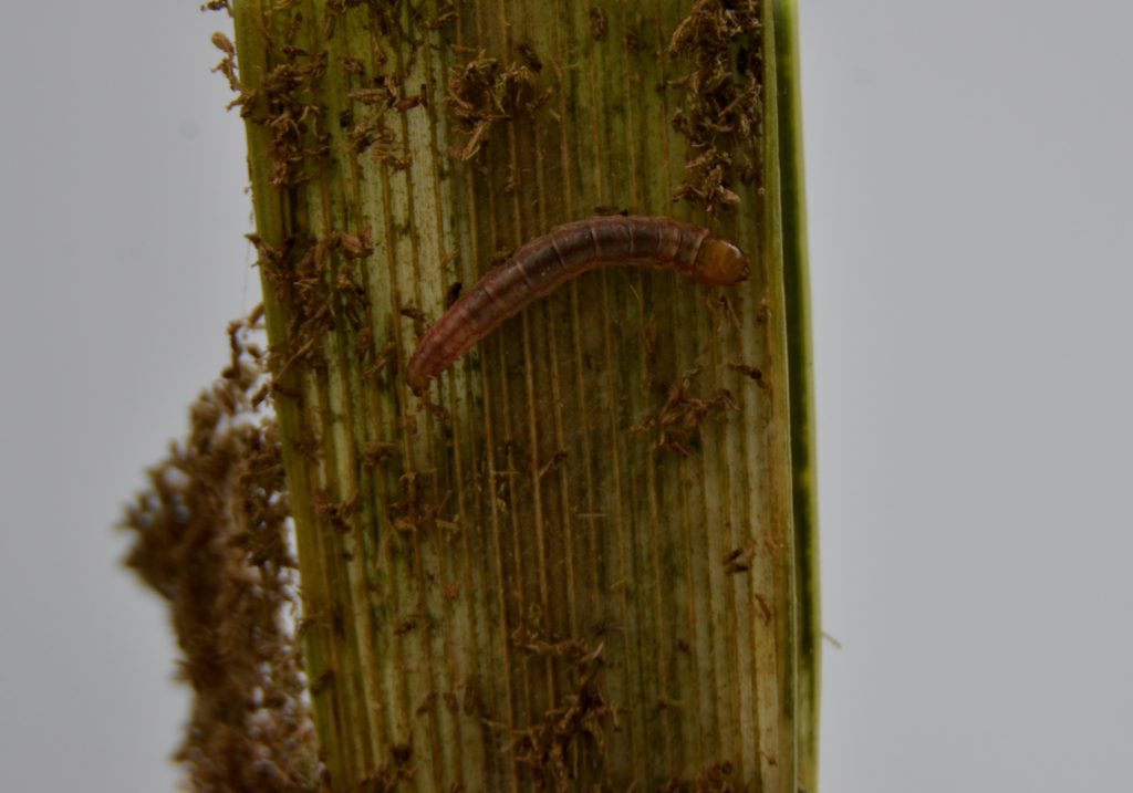 Palm Leaf Skeletonizer - UF/IFAS Extension Lee County