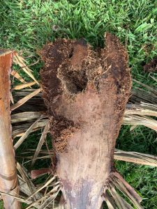 Palmetto Weevils in Landscape Palms - UF/IFAS Extension Lee County