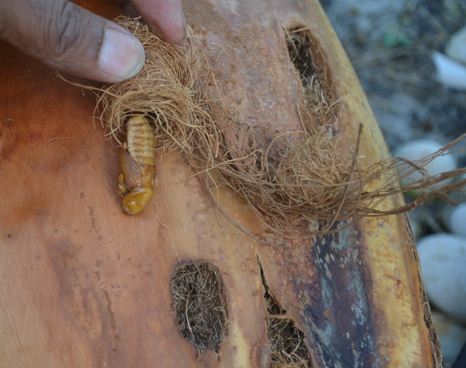 Palmetto Weevils in Landscape Palms - UF/IFAS Extension Lee County