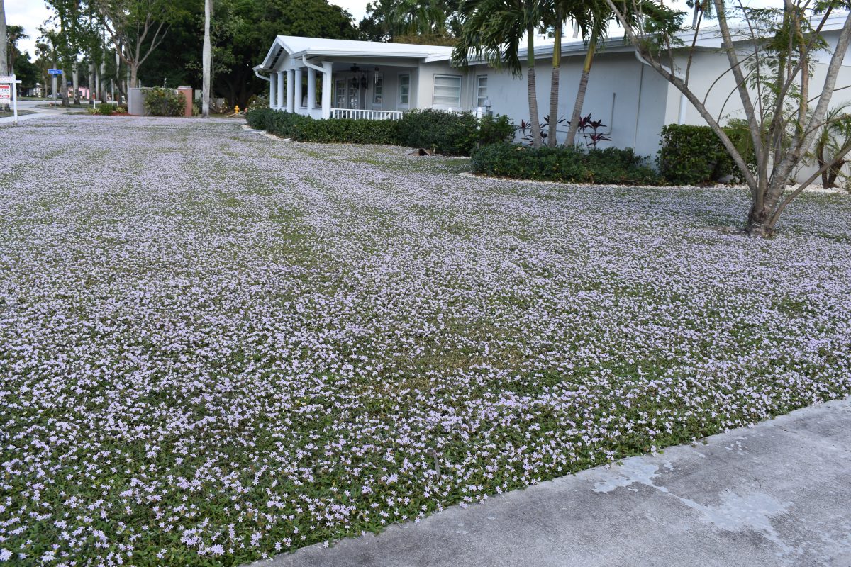 Controlling "Florida Snow" in St. Augustinegrass Lawns - UF/IFAS ...