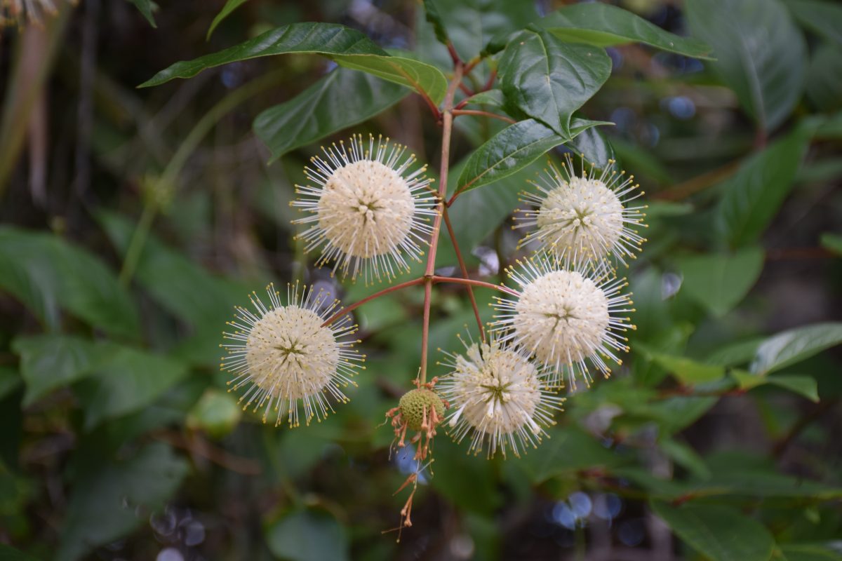 Buttonbush: A Native for Wet Landscapes and Naturalized Areas - UF/IFAS ...