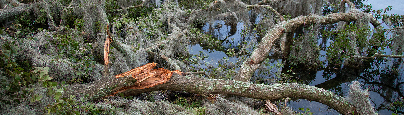 Sentinels of the Storm - UF/IFAS Extension Lee County