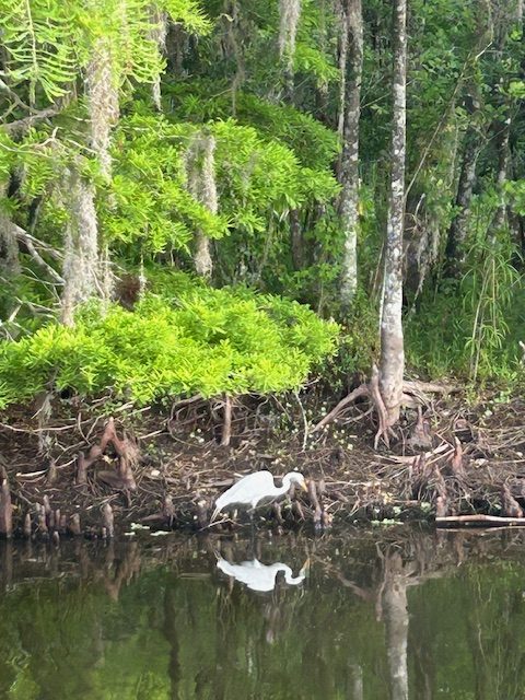 Ecosystem Explorer- Cypress Domes - UF/IFAS Extension Lee County