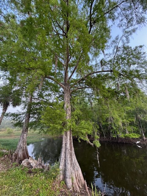 Ecosystem Explorer- Cypress Domes - UF/IFAS Extension Lee County