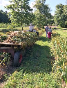 The Joys of Growing Elephant Garlic - UF/IFAS Extension Leon County