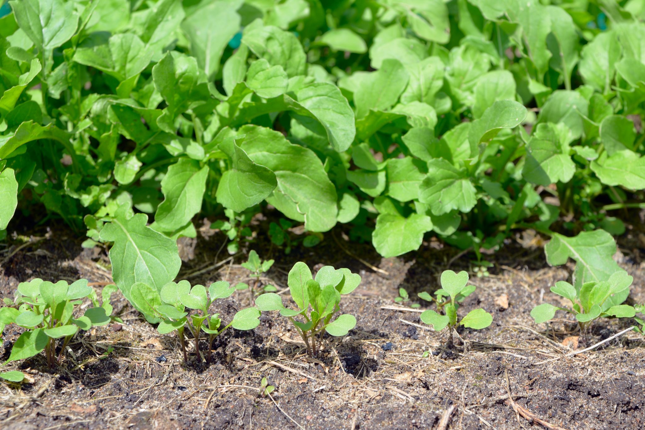 Arugula: Planting and Care - UF/IFAS Extension Leon County
