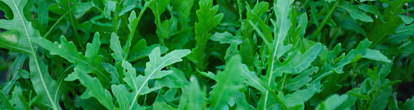 Arugula: Planting and Care - UF/IFAS Extension Leon County