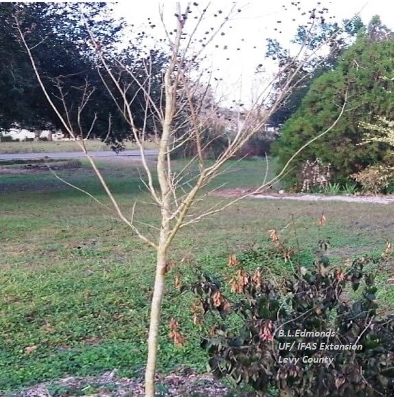 Cardinal in a Crape Tree - UF/IFAS Extension Levy County