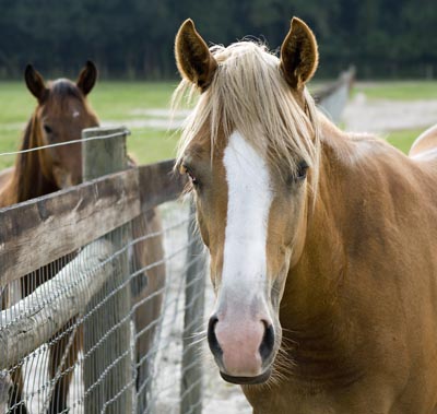 No. FL Pasture Management School - UF/IFAS Extension Levy County