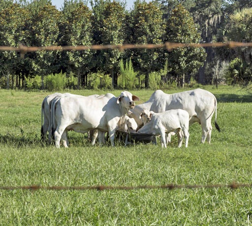 Determining Winter Forage Needs - UF/IFAS Extension Levy County