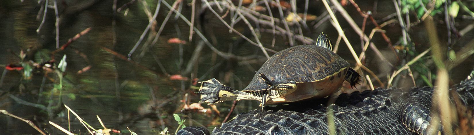 Turtle v. Snake - UF/IFAS Extension Levy County