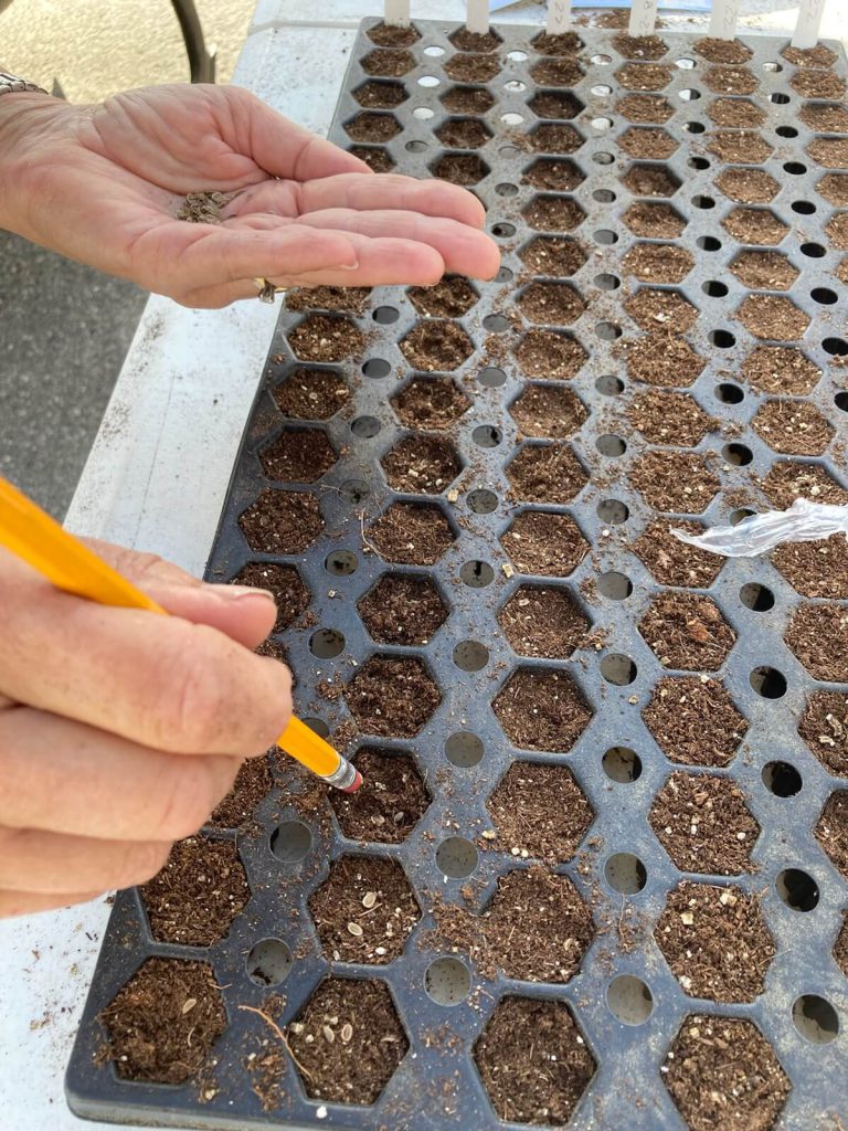 FREE Tomato, Sweet Pepper and Corn Seed from UNITY Gardens Initiative ...