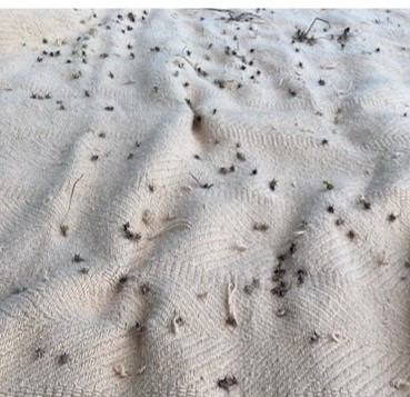 Get Sandspur BEFORE They Get You! - UF/IFAS Extension Levy County