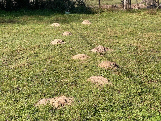 Sandy-mounders Mounding - UF/IFAS Extension Levy County