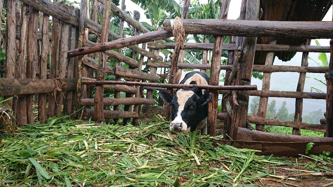 Research teams pursue innovative solutions for subsistence livestock ...