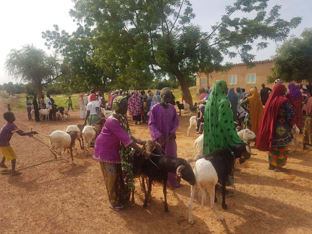 Tabaski: a huge market opportunity for small ruminants in Niger - Feed ...