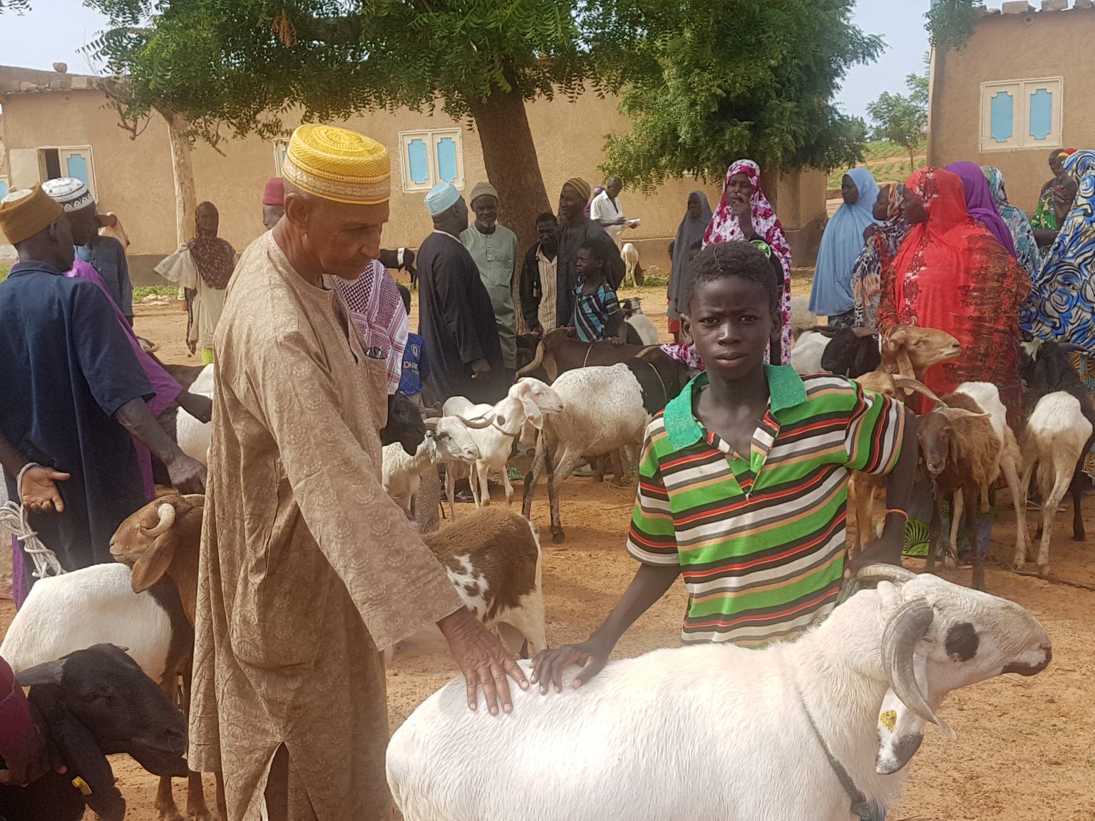 Tabaski: a huge market opportunity for small ruminants in Niger - Feed ...