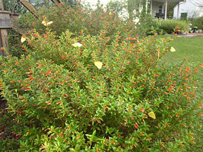 Cuphea, a Pollinator Magnet for Your Yard - UF/IFAS Extension Madison ...