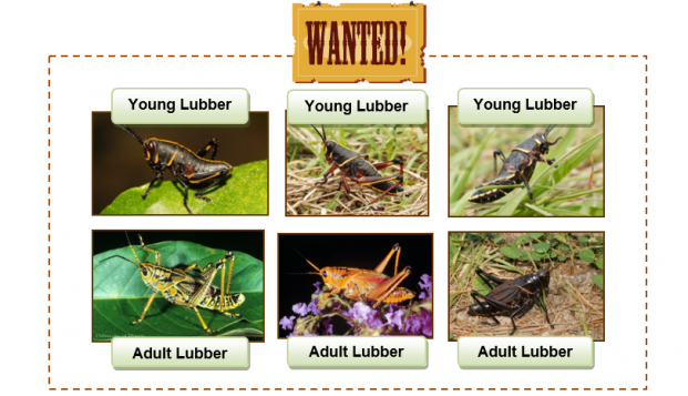 Lubbers: They're baaaaack! - UF/IFAS Extension Manatee County