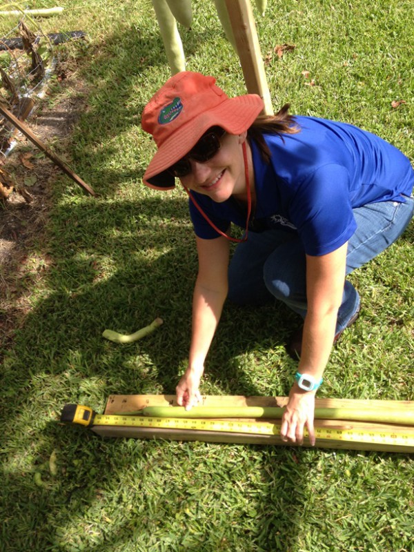 Bradenton Man Holds the Record for State's Largest Long Gourd - UF/IFAS ...