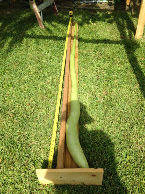 Bradenton Man Holds the Record for State's Largest Long Gourd - UF/IFAS ...