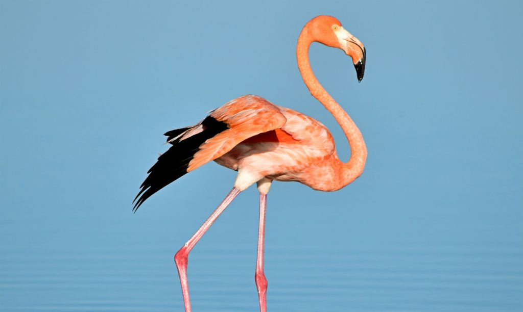 Flamingos in Florida - UF/IFAS Extension Manatee County