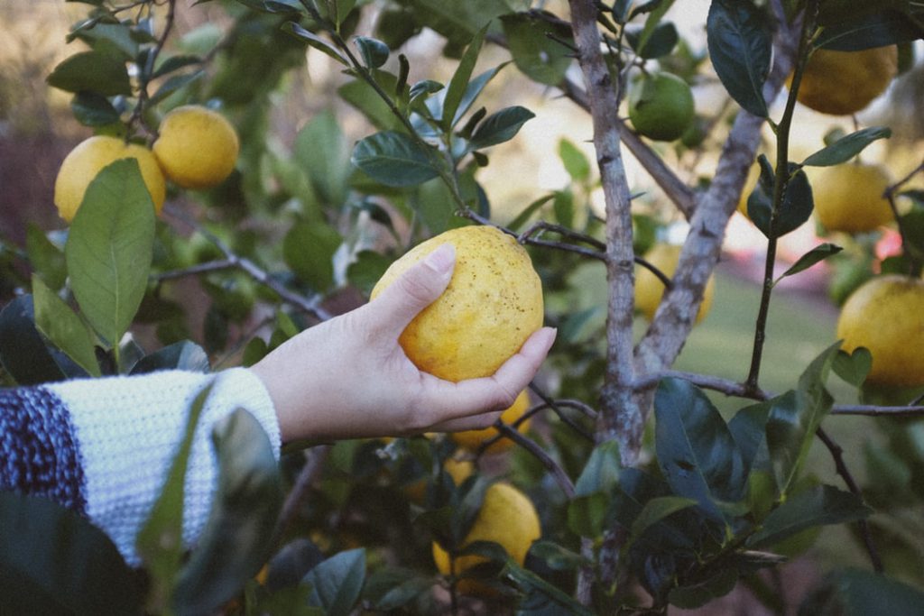 Backyard Food Forest - UF/IFAS Extension Manatee County