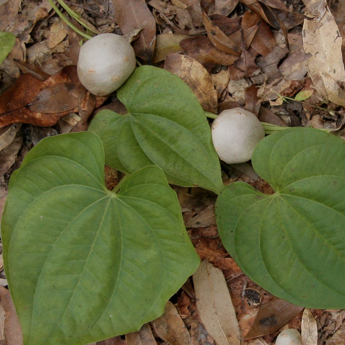 National Invasive Species Awareness Week! - UF/IFAS Extension Manatee ...