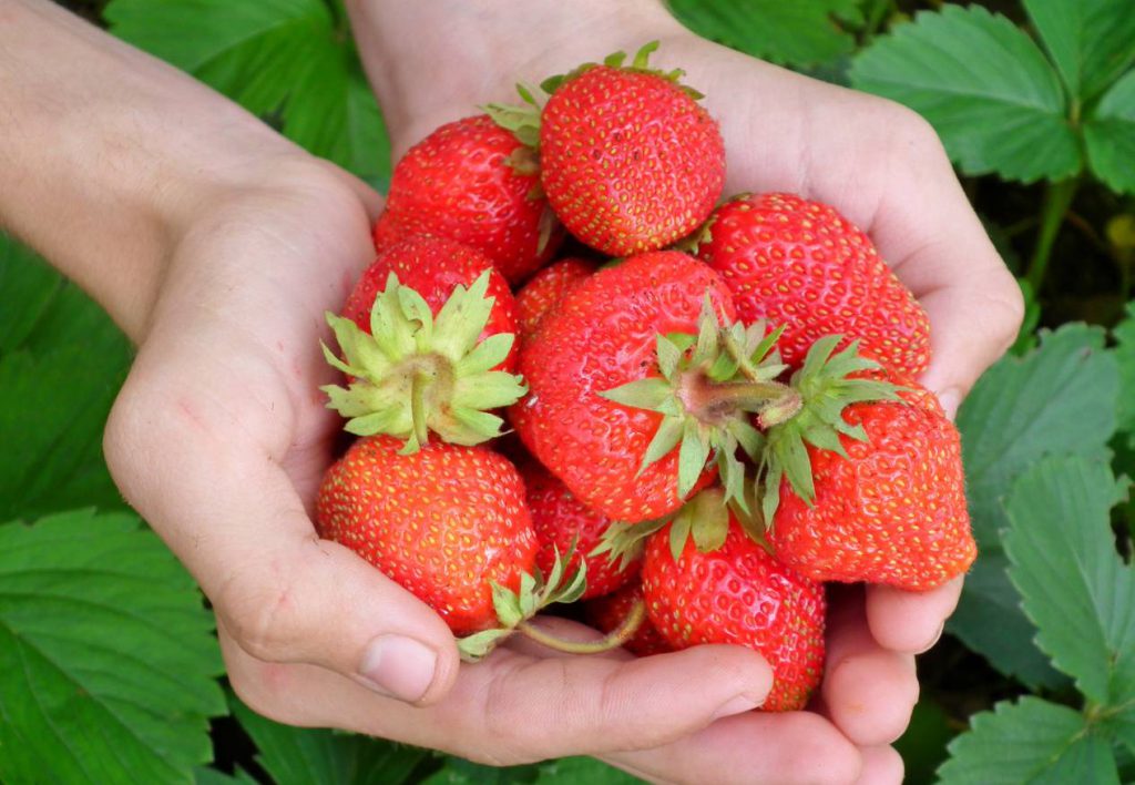 Master Gardener Gardening Bench: Strawberries - UF/IFAS Extension ...