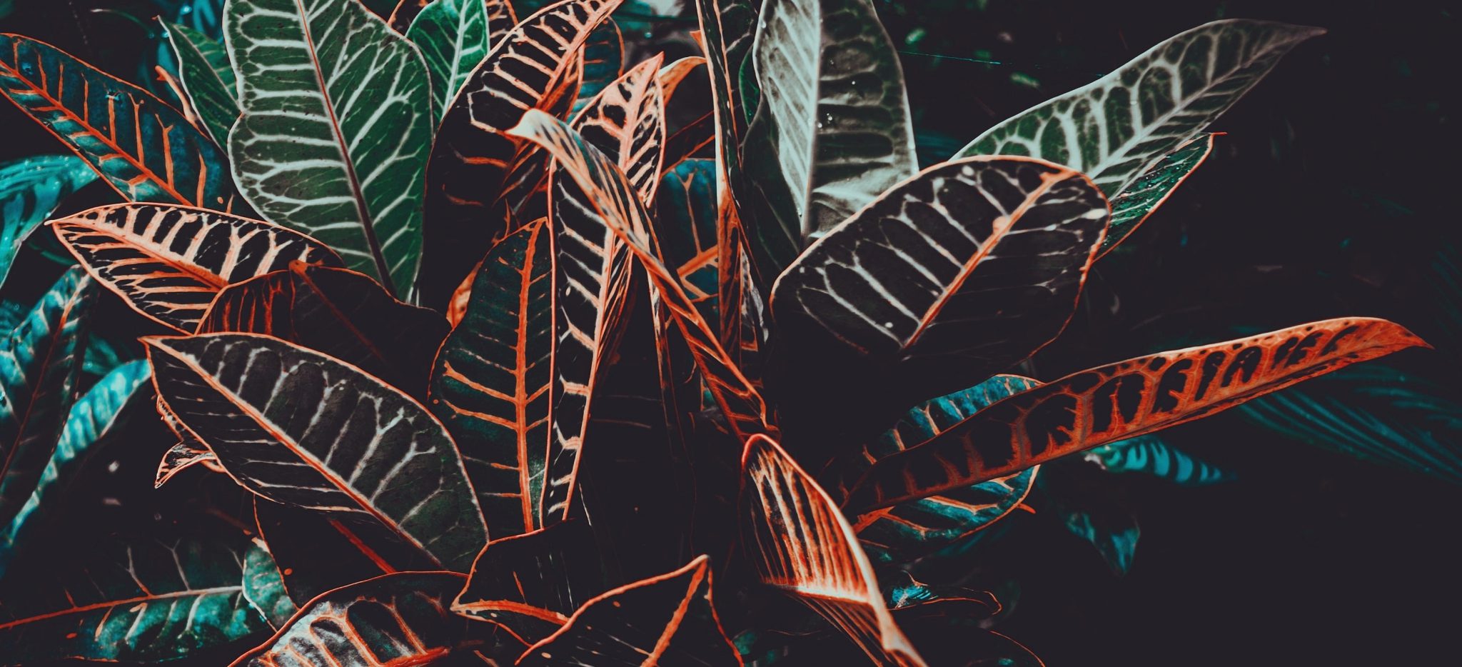 From The Garden Bench: Houseplant Pests - UF/IFAS Extension Manatee County