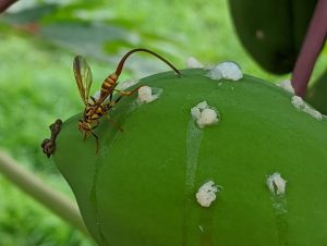 Papaya Fruit Fly - UF/IFAS Extension Manatee County